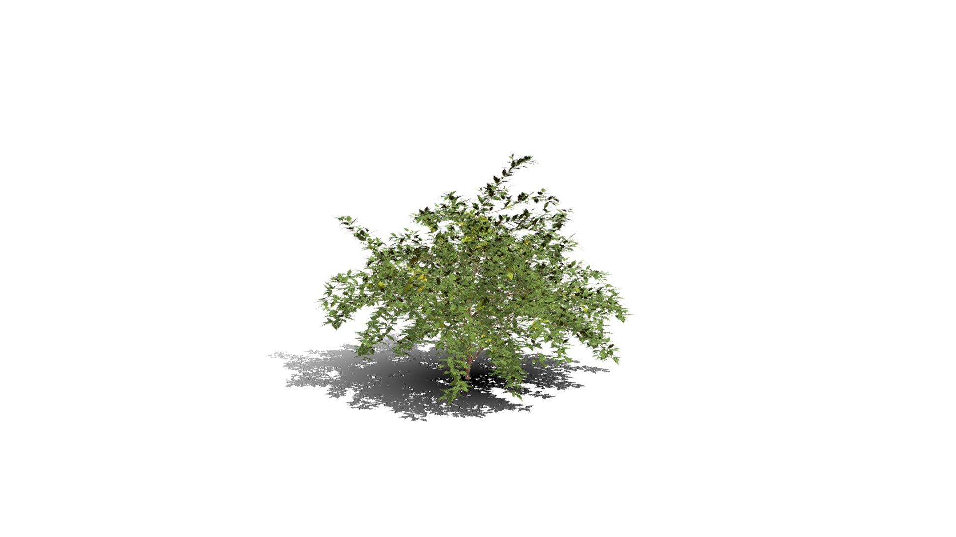 Realistic HD Golden dewberry (12/20) - Download Free 3D model by ...