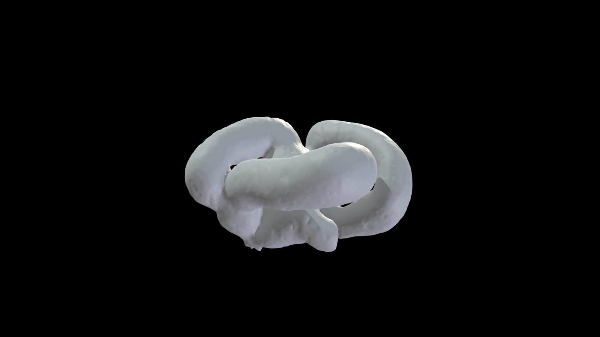 Inner Ear of Nurse Shark (Ginglymostoma) - 3D model by allisonbronson ...