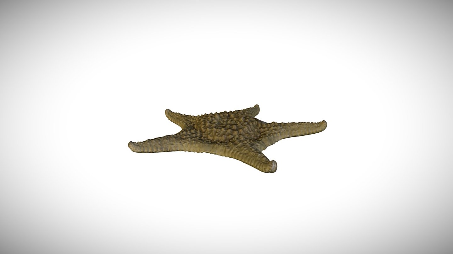 Oreaster occidentalis / CASIZ 102104 - 3D model by California Academy ...