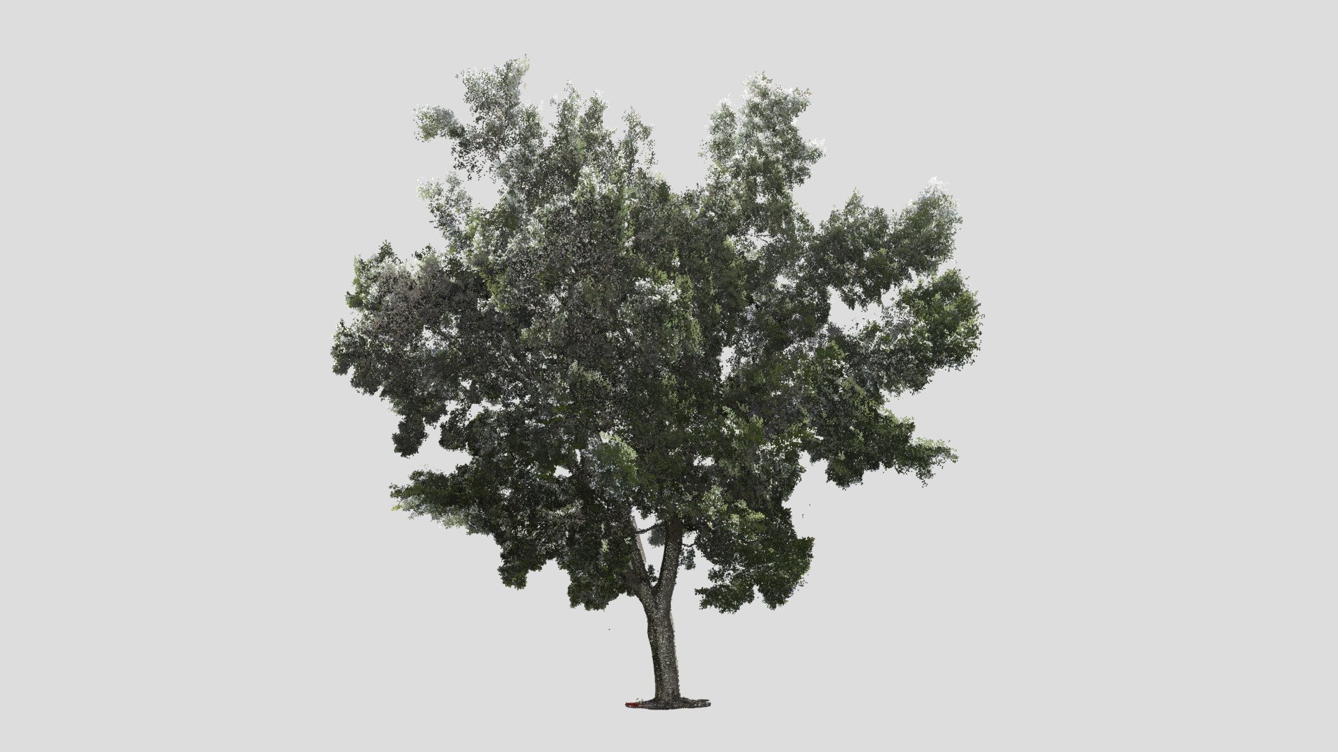Tree Point Cloud - Buy Royalty Free 3D model by magnum_opus (@tree ...