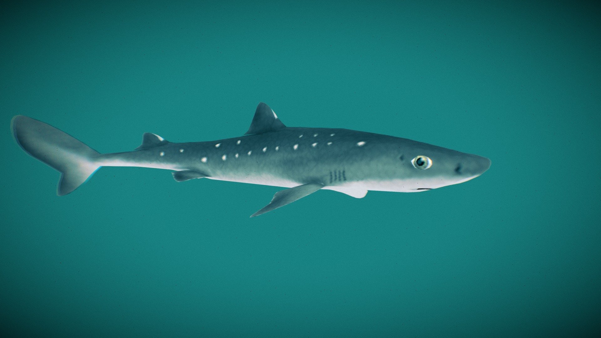 Atlantic Spiny Dogfish