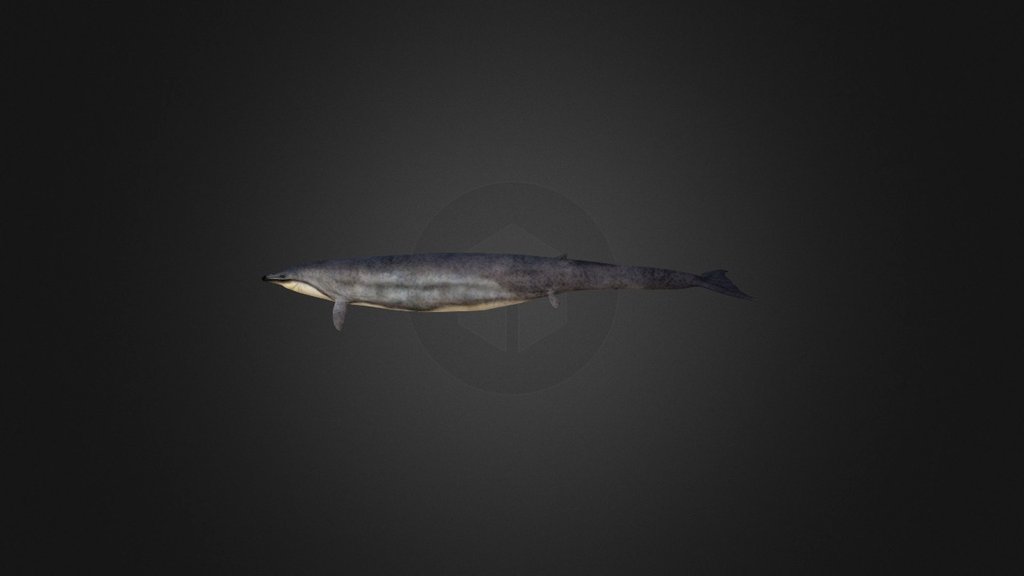 Basilosaurus - 3D model by iTechnol [45649c3] - Sketchfab