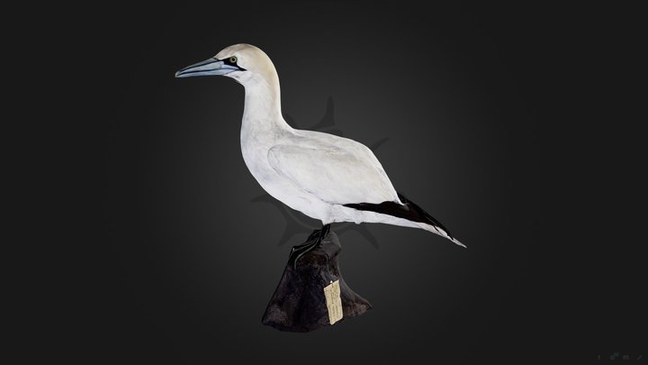 Gannet 3D models - Sketchfab