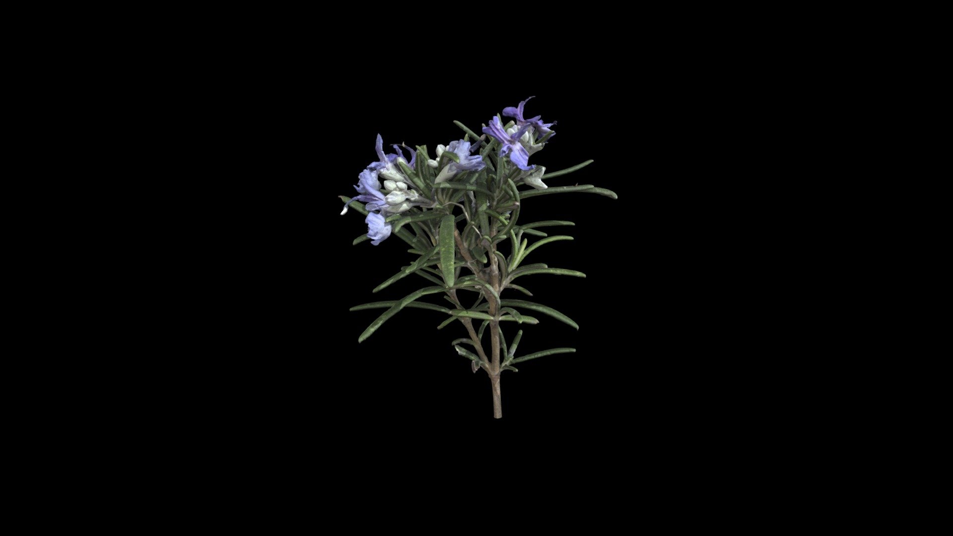 Salvia rosmarinus (Rosemary) - 3D model by Cal Poly Humboldt Library ...