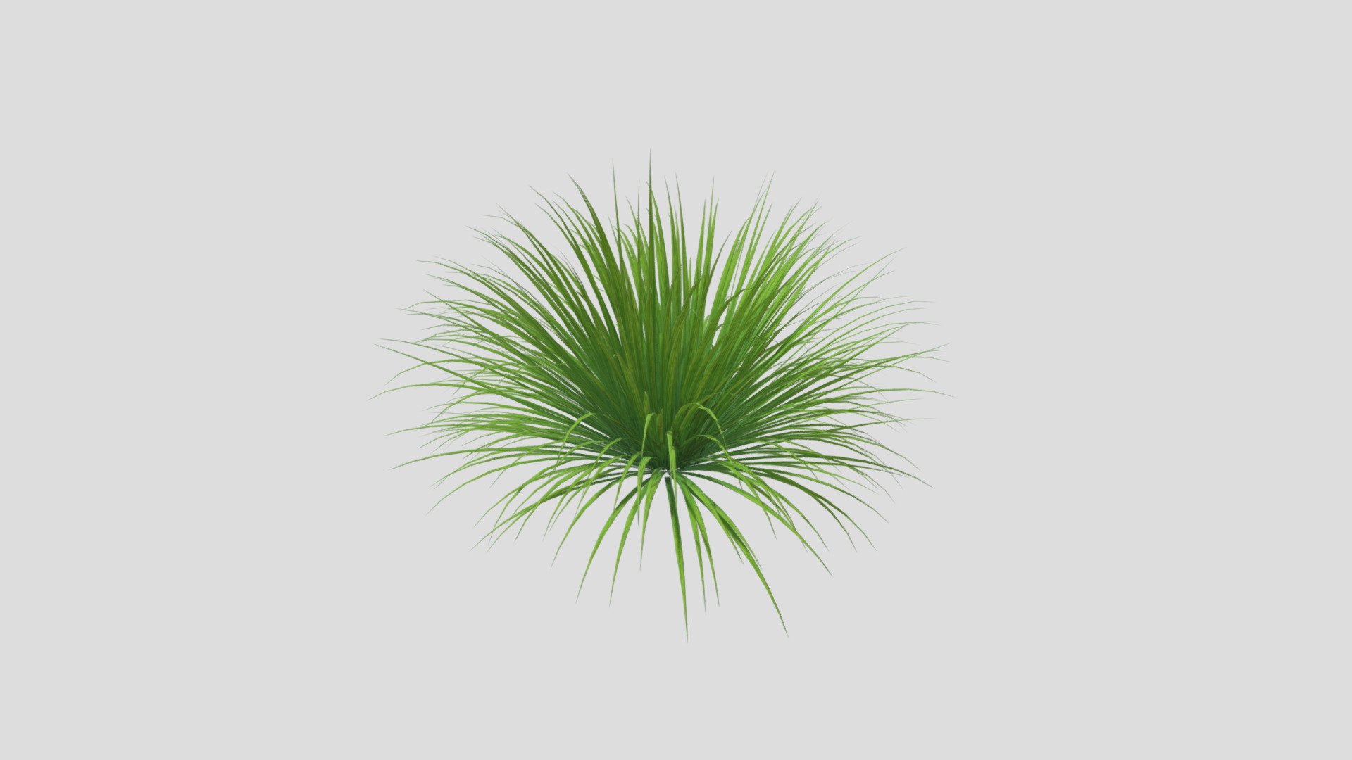 Lemon Grass - Download Free 3D model by charles.cla [4565bc4] - Sketchfab