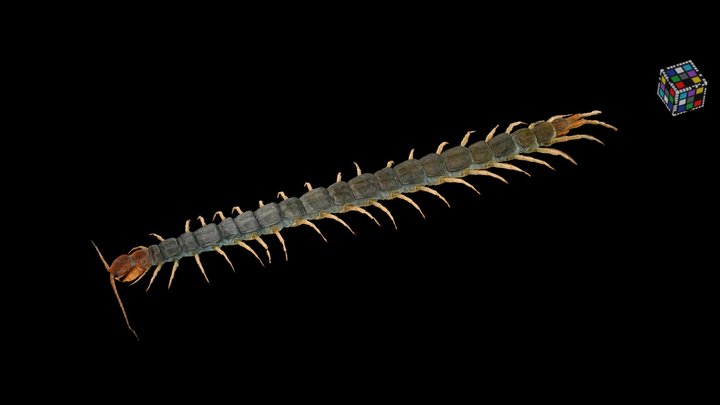 Centipede 3D models - Sketchfab