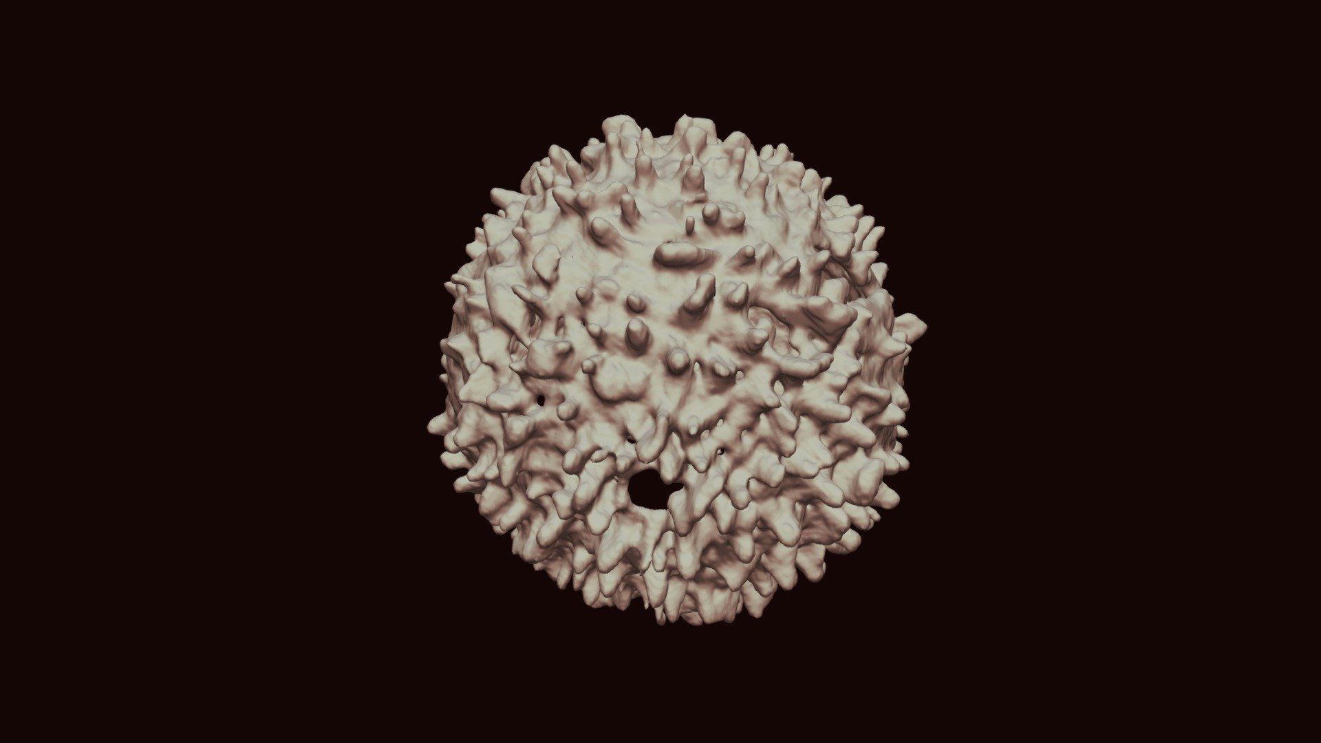 Specimen C BSK 1460 6 - Download Free 3D model by JianiSheng [456de62 ...