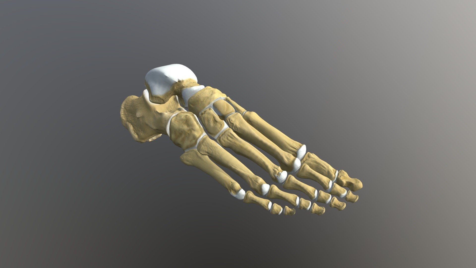 Human foot bones - Buy Royalty Free 3D model by humantouchillustration ...