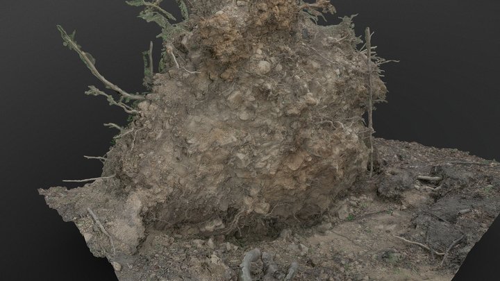 Roots 3D models - Sketchfab