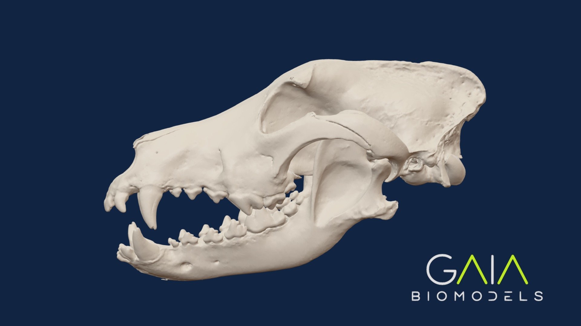 Dog Skull HD (high poly) - 3D model by GAIA Biomodels (@GaiaBiomodels ...