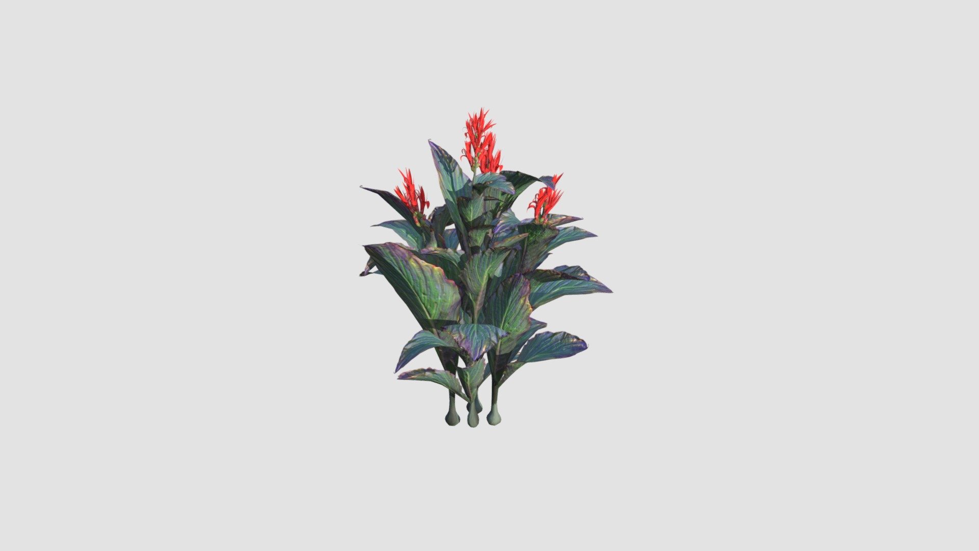 Canna - Buy Royalty Free 3D model by Evermotion [4577269] - Sketchfab Store