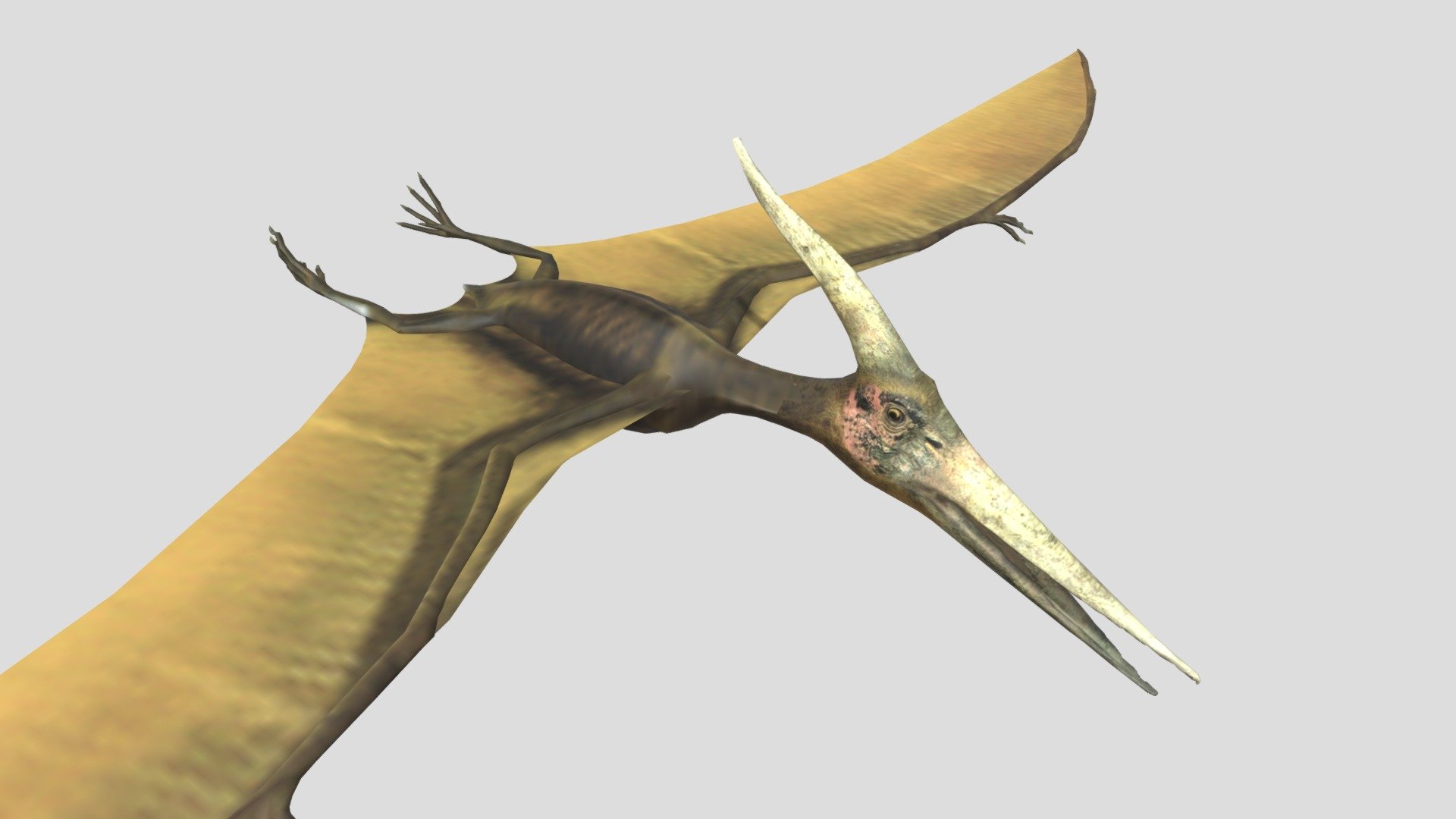 Pterodactyl - Download Free 3D model by victorberdugo1 [458b6b0 ...