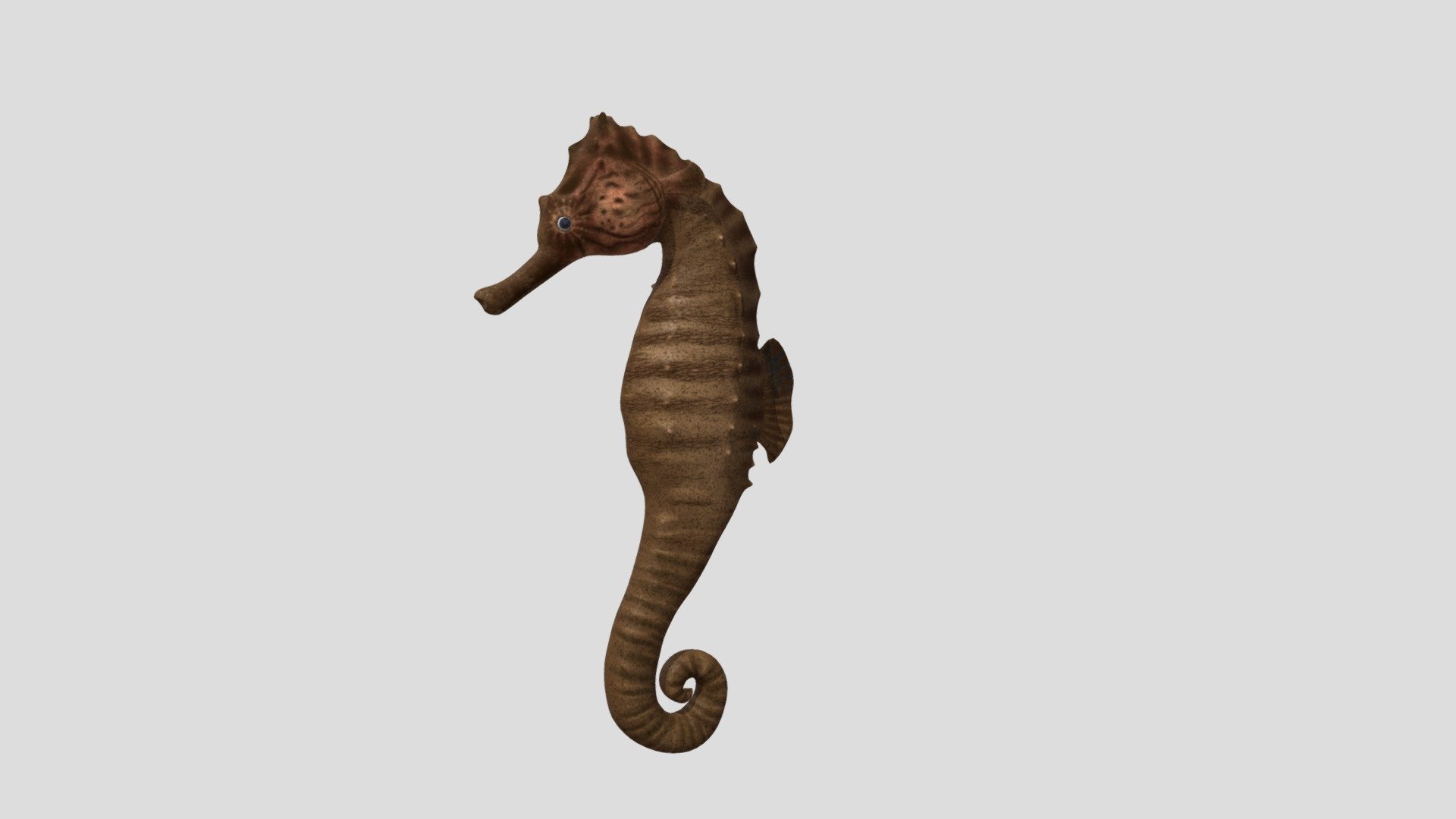 Sea Horse - Download Free 3D model by all of life (@Xfdfgd) [458cbfb ...