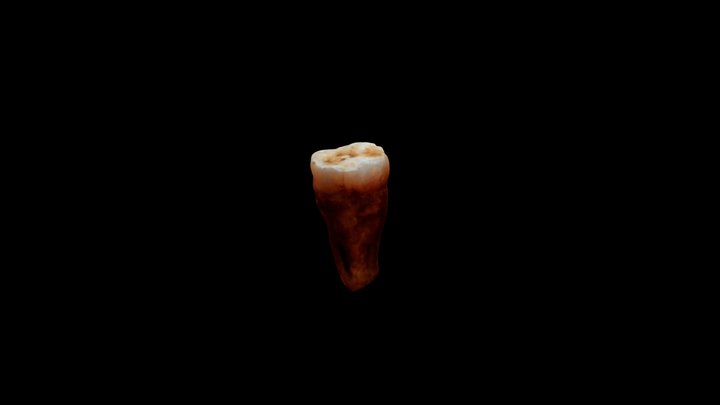 Human-teeth 3D models - Sketchfab