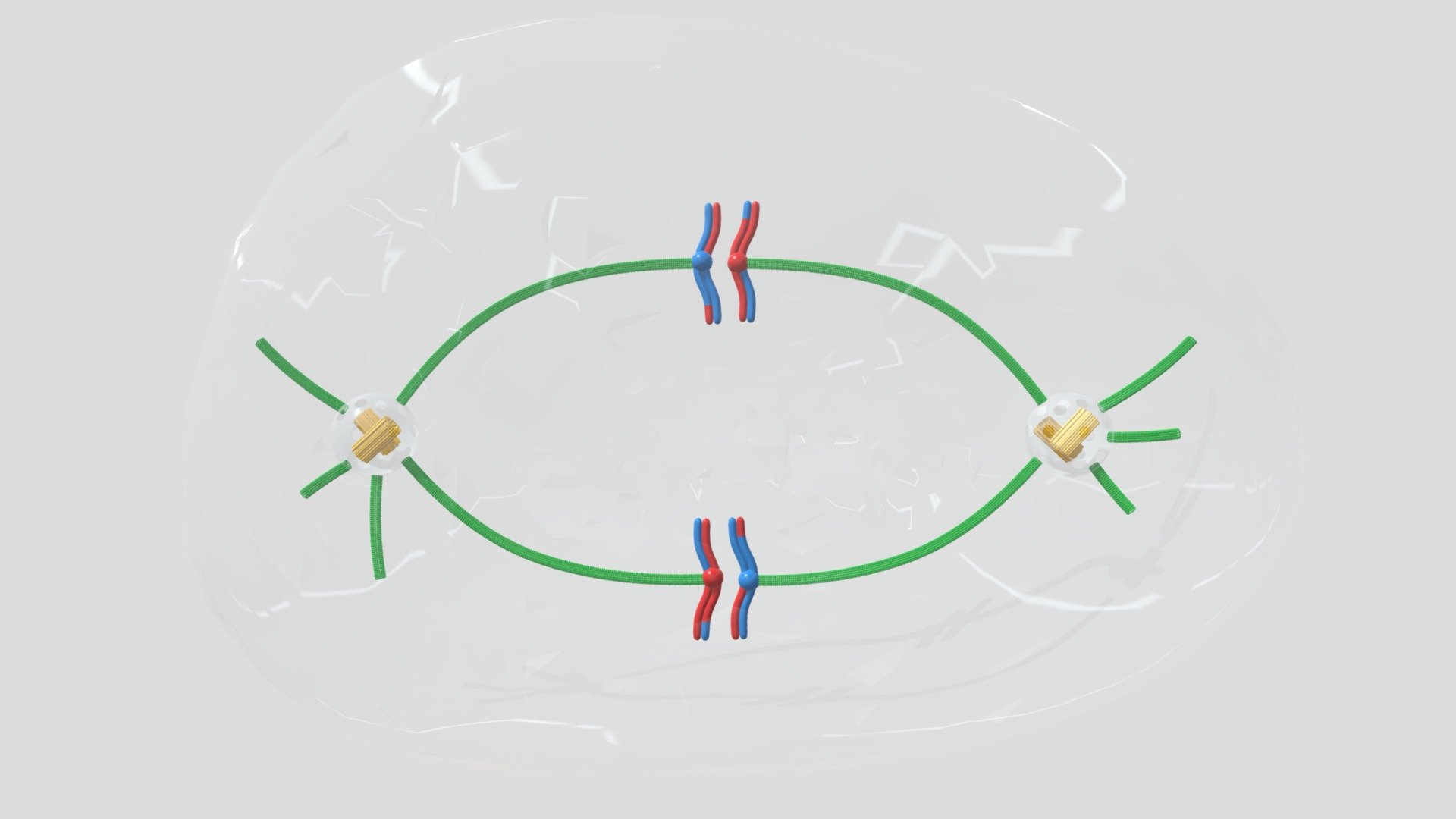 Cell Division 16 - Meiosis I Metaphase I - 3D model by Júlio Panzera ...