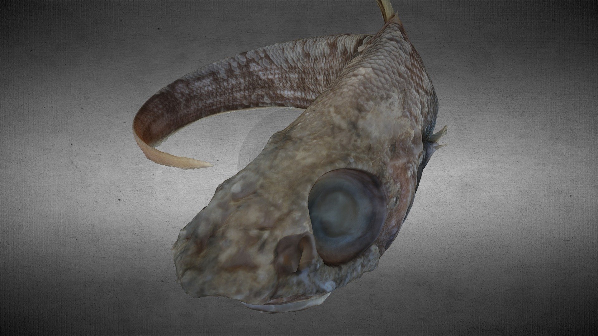 2765 - 3D model by seamone [4595cb1] - Sketchfab