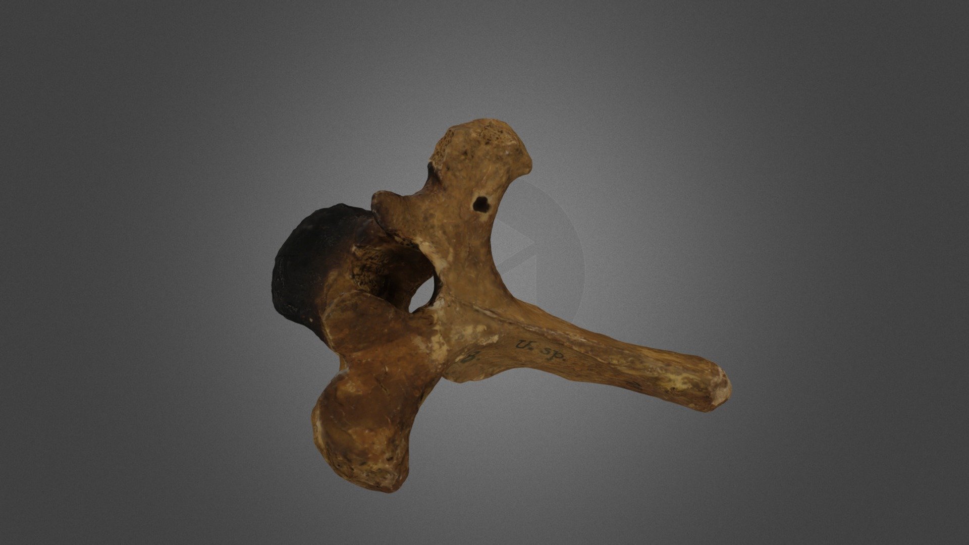 Vretence - Download Free 3D model by Marko Vrabec (@okram) [4599340 ...