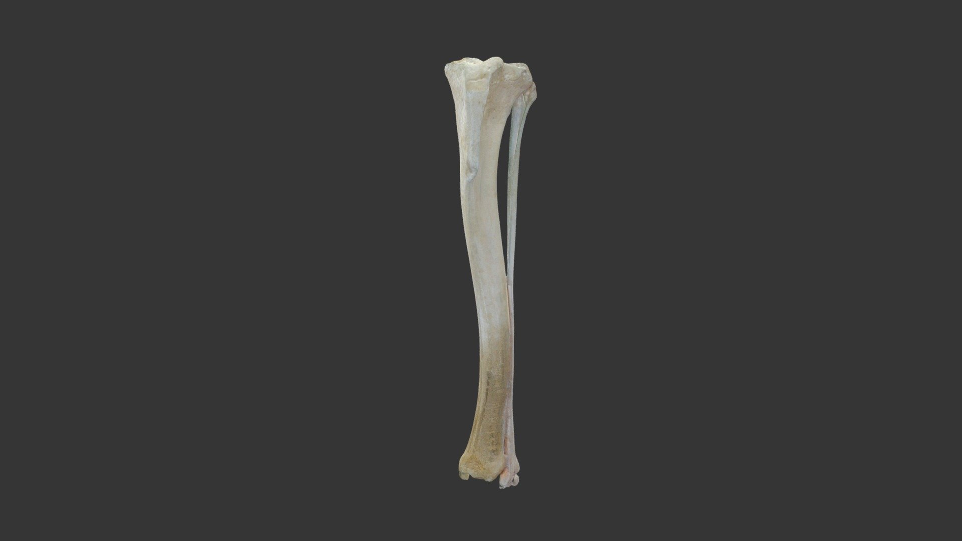 Perro: Tibia y peroné - 3D model by PaleoLab-ULE [4599835] - Sketchfab