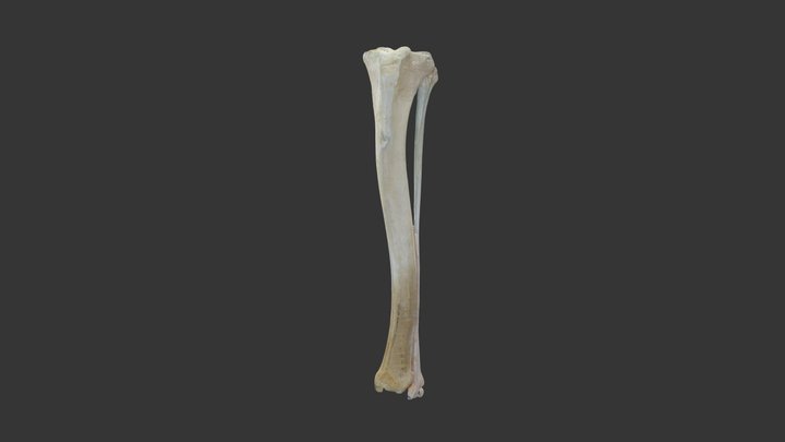 Tibia-bone 3D models - Sketchfab