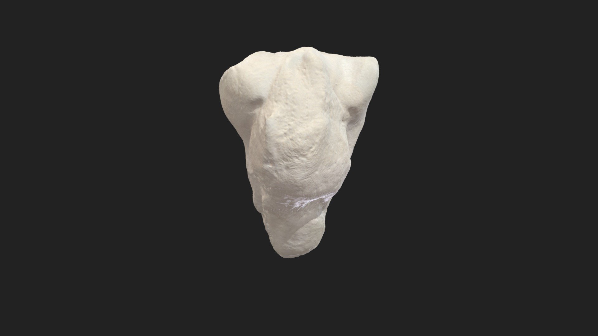 kneecap (patella) sheep - Download Free 3D model by vetanatMunich ...