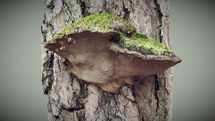 Metsat 3D models - Sketchfab