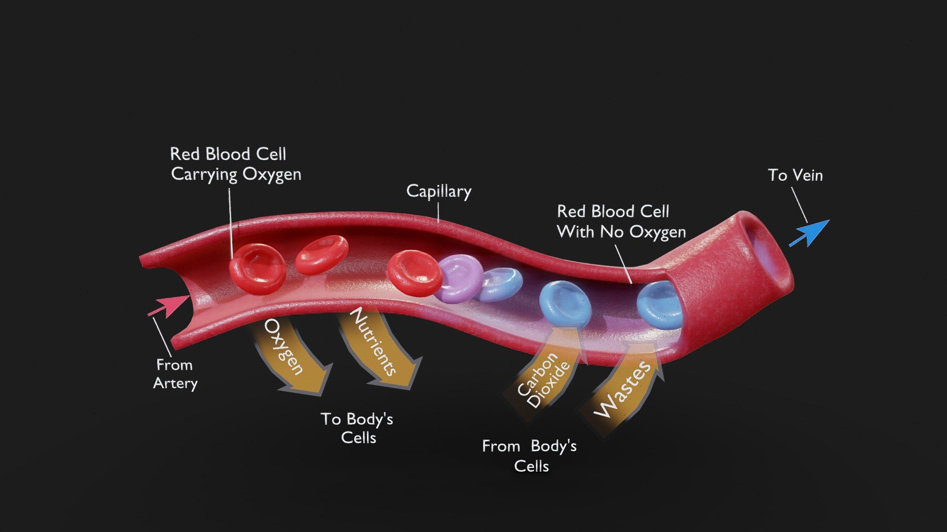 Capillary Cross Section - Buy Royalty Free 3D model by Nima (@h3ydari96 ...