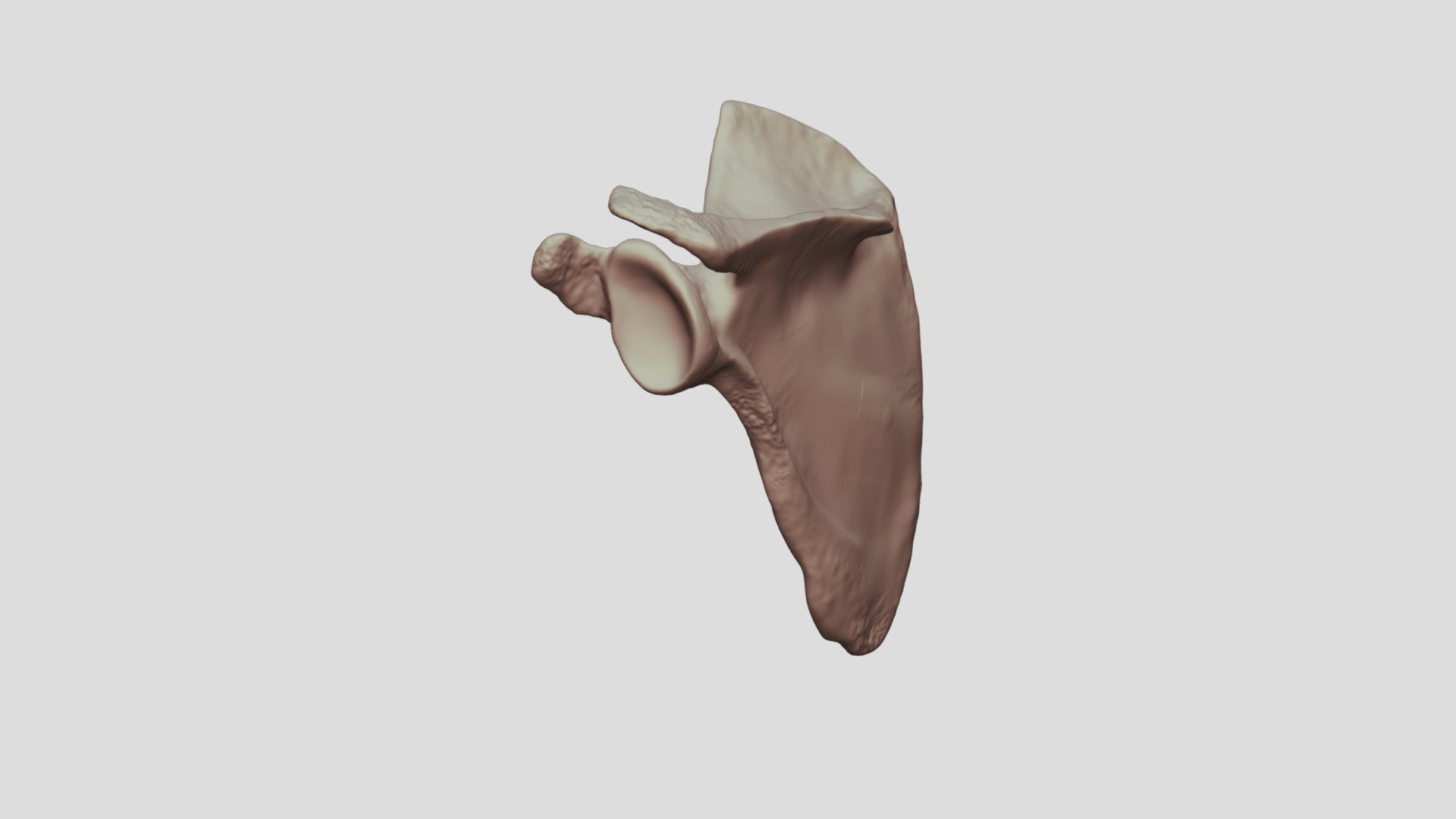Scapula - 3D model by Digital Ecorche Massing Models (@ringling2019 ...