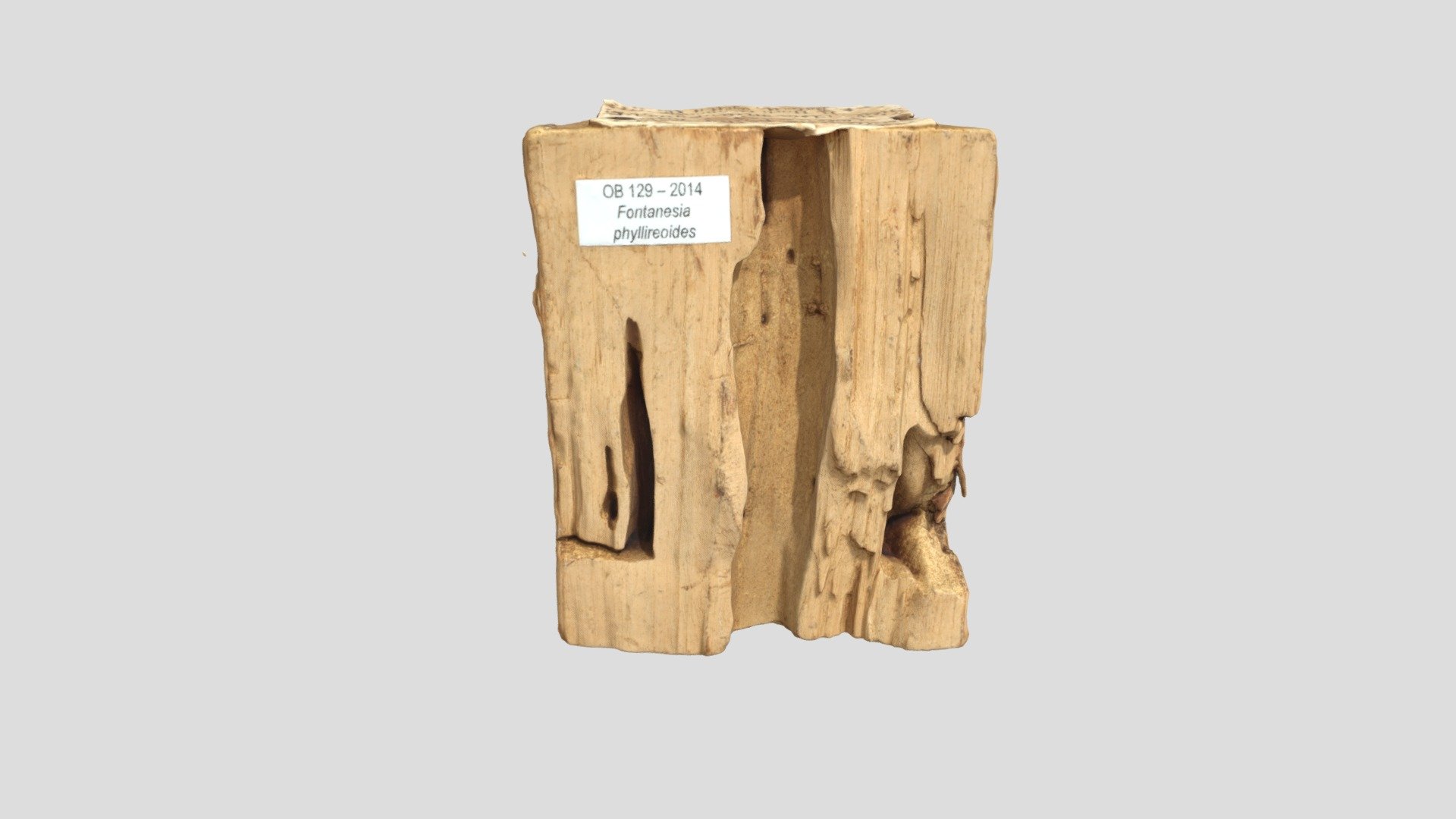 Wood Collection, Xylarium sample #16 - 3D model by SMA-UniGe [45afc0c ...