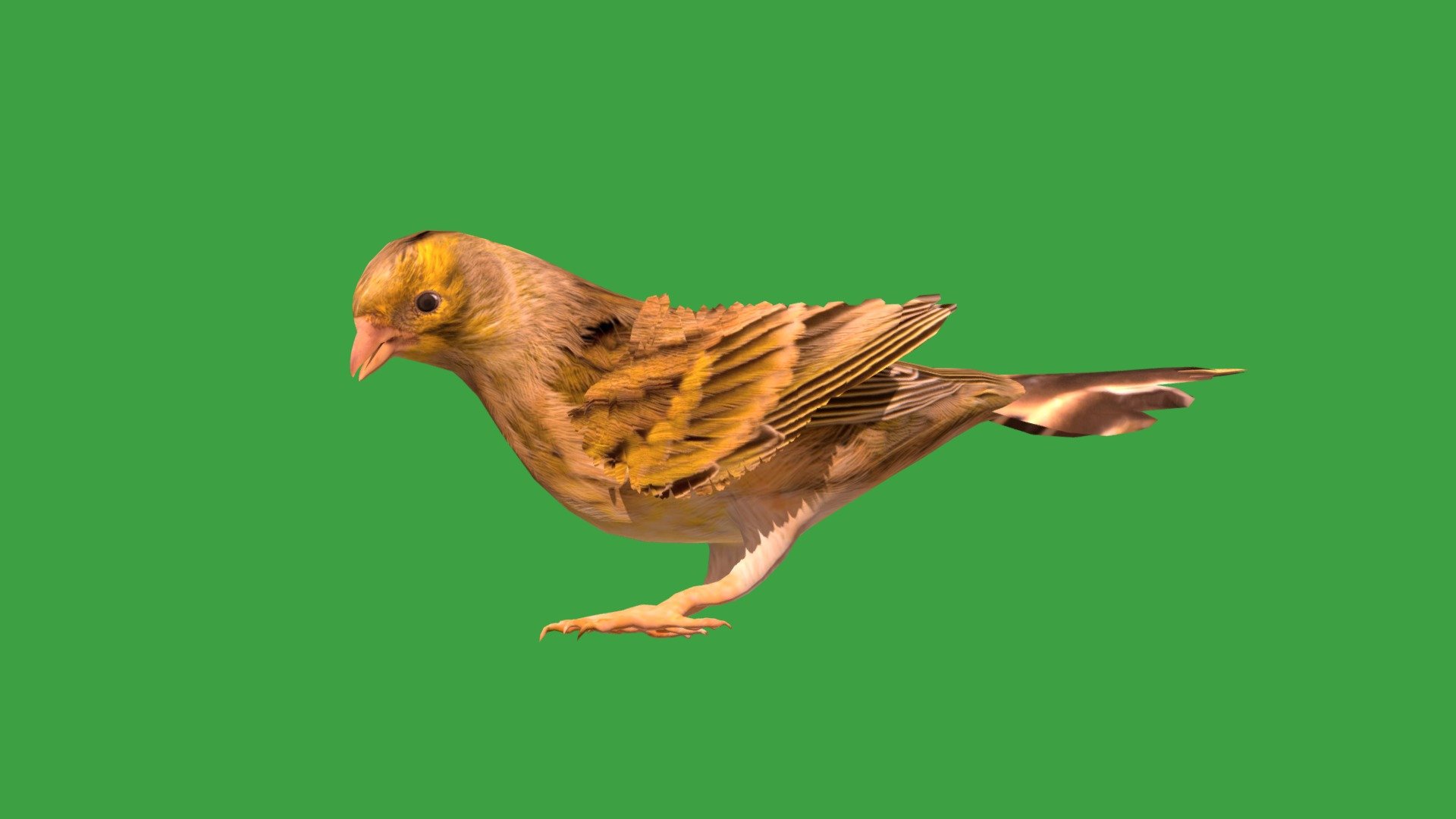 Canary Bird - 3D model by Nyilonelycompany [45b2426] - Sketchfab