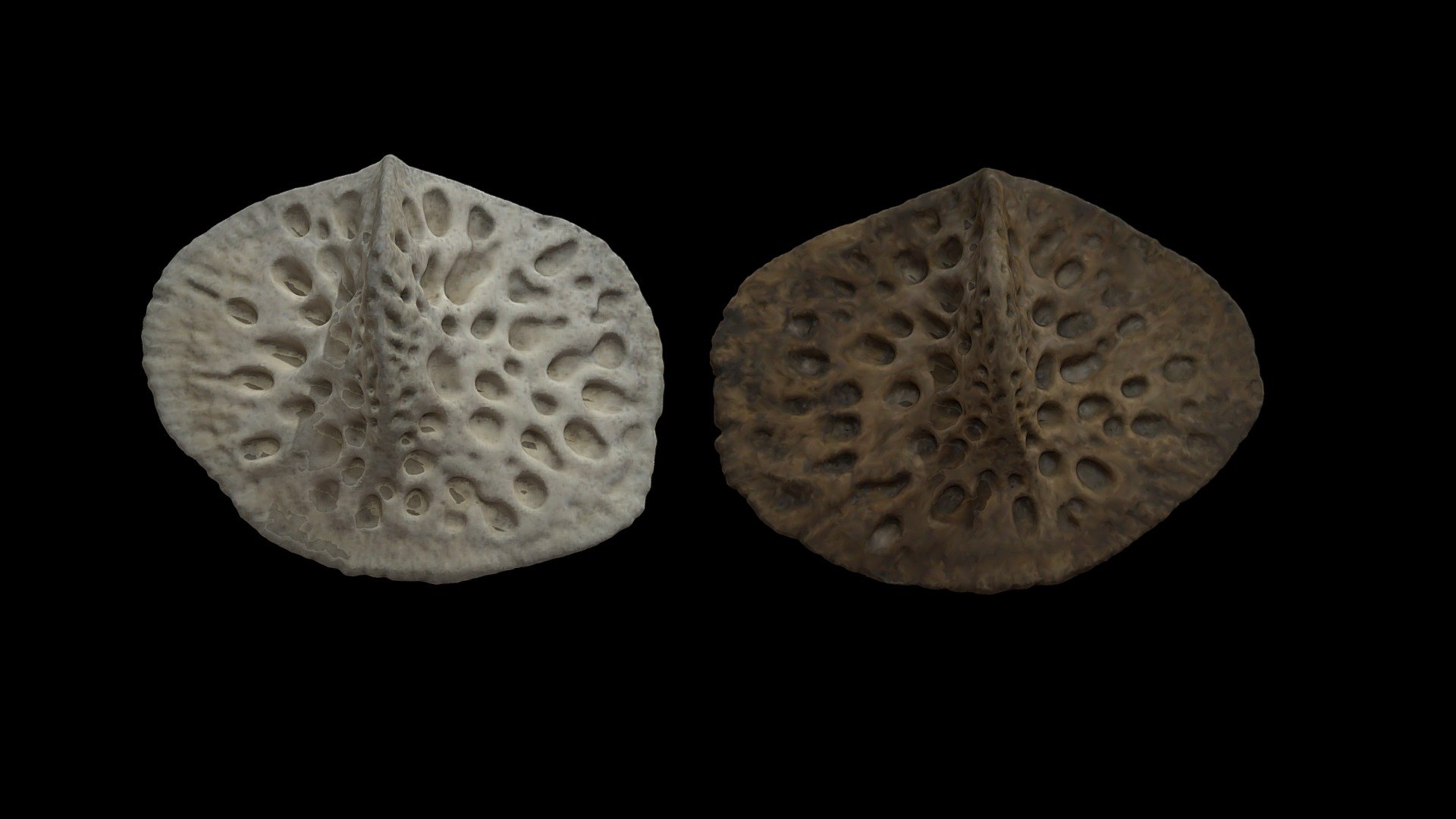 Sun Bleaching Vs Soil Staining (Alligator Scute) - 3D model by CAPHIL ...