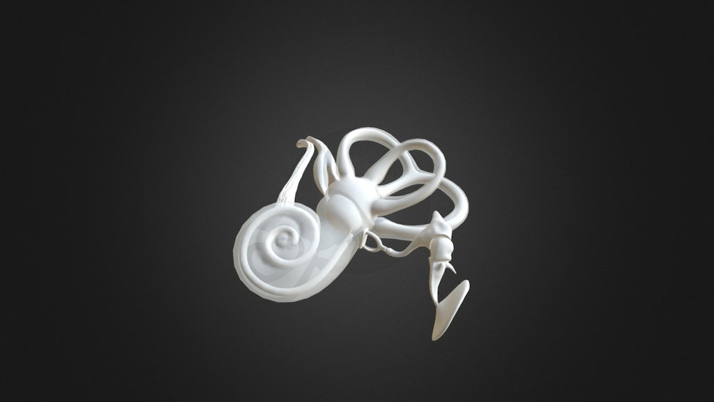 Inner Ear Structures w/ Nerves - 3D model by sschultz.hololens [45bcac2 ...