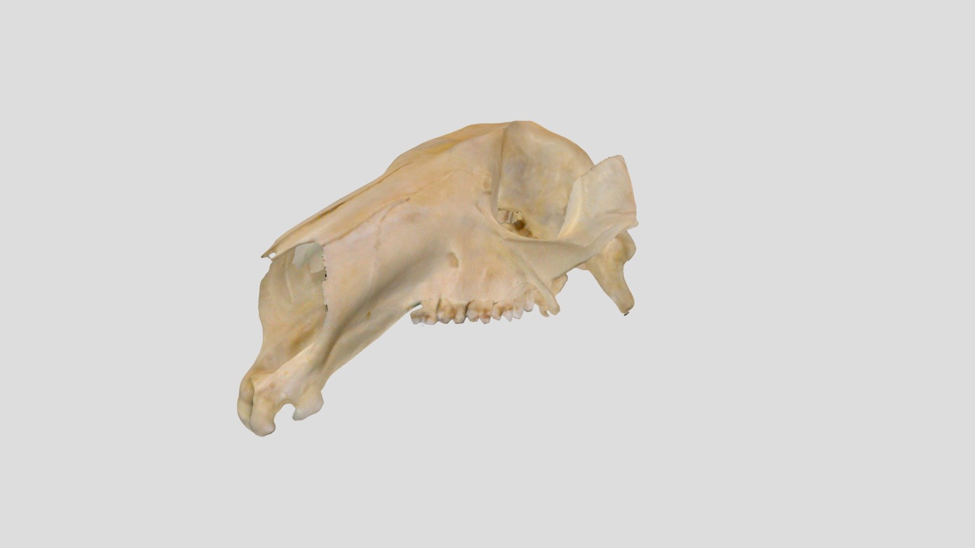 WAM M7851 - Euro or Western Wallaroo (Skull) - 3D model by Western ...