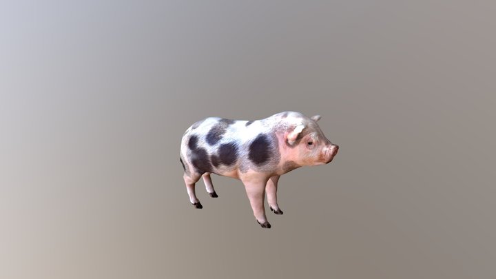 Minipig 3D models - Sketchfab
