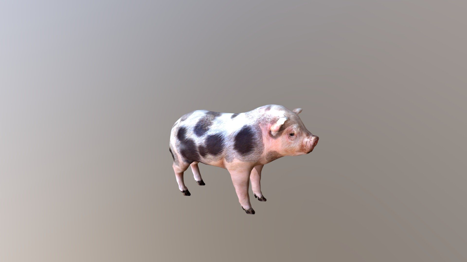 Mini Pig - Buy Royalty Free 3D model by 3dlowpoly [45c2145] - Sketchfab ...