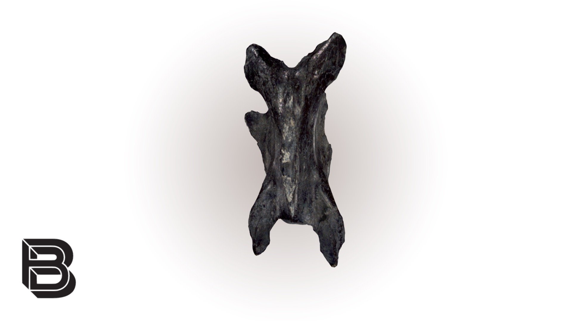 Camelops Vertebra Fossil - 3D model by The Bishop Museum of Science and ...