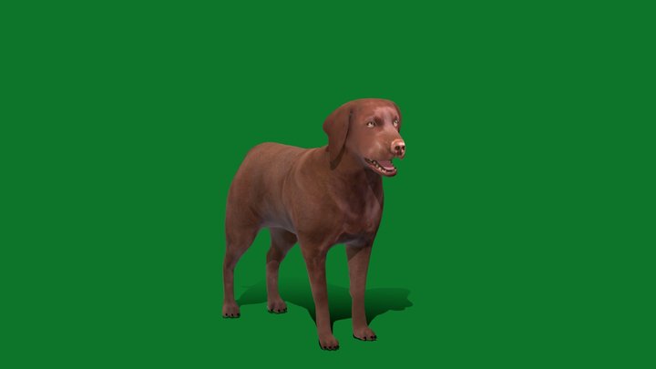 Labrador 3D models - Sketchfab