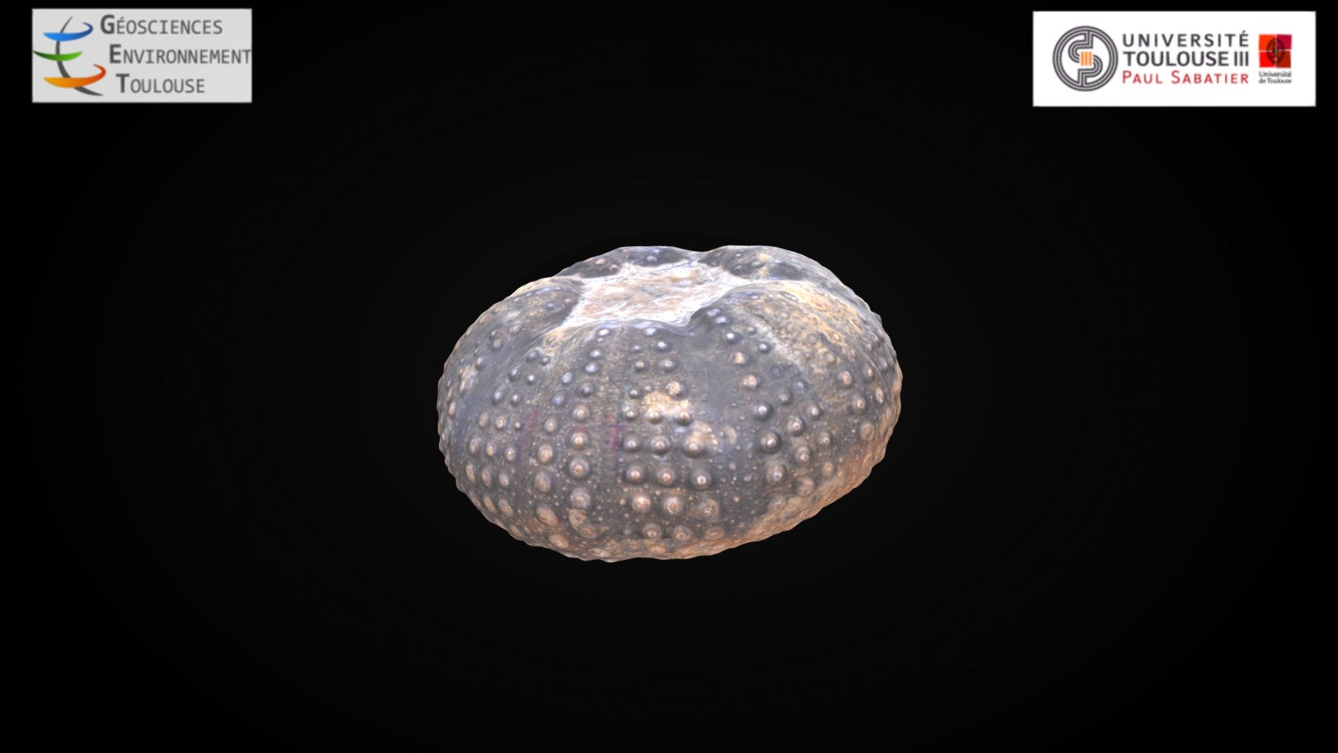 Oursin régulier - Download Free 3D model by Marc de RAFELIS (@derafelis ...