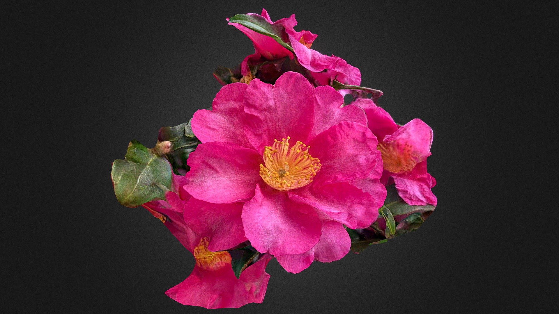 ツバキ - Download Free 3D model by seirogan [45d6da9] - Sketchfab