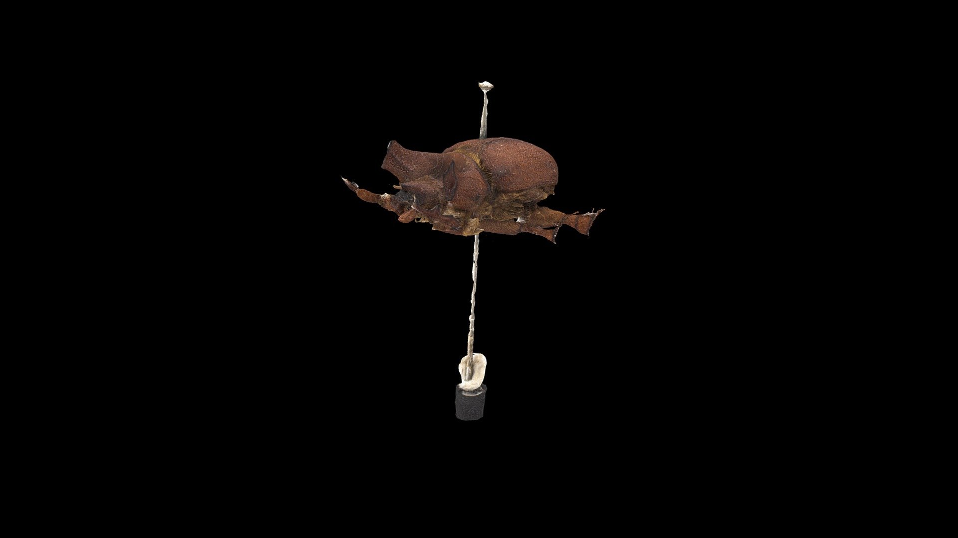Scarab - 3D model by Rob Moore (@robmoore4812) [45dc0c6] - Sketchfab