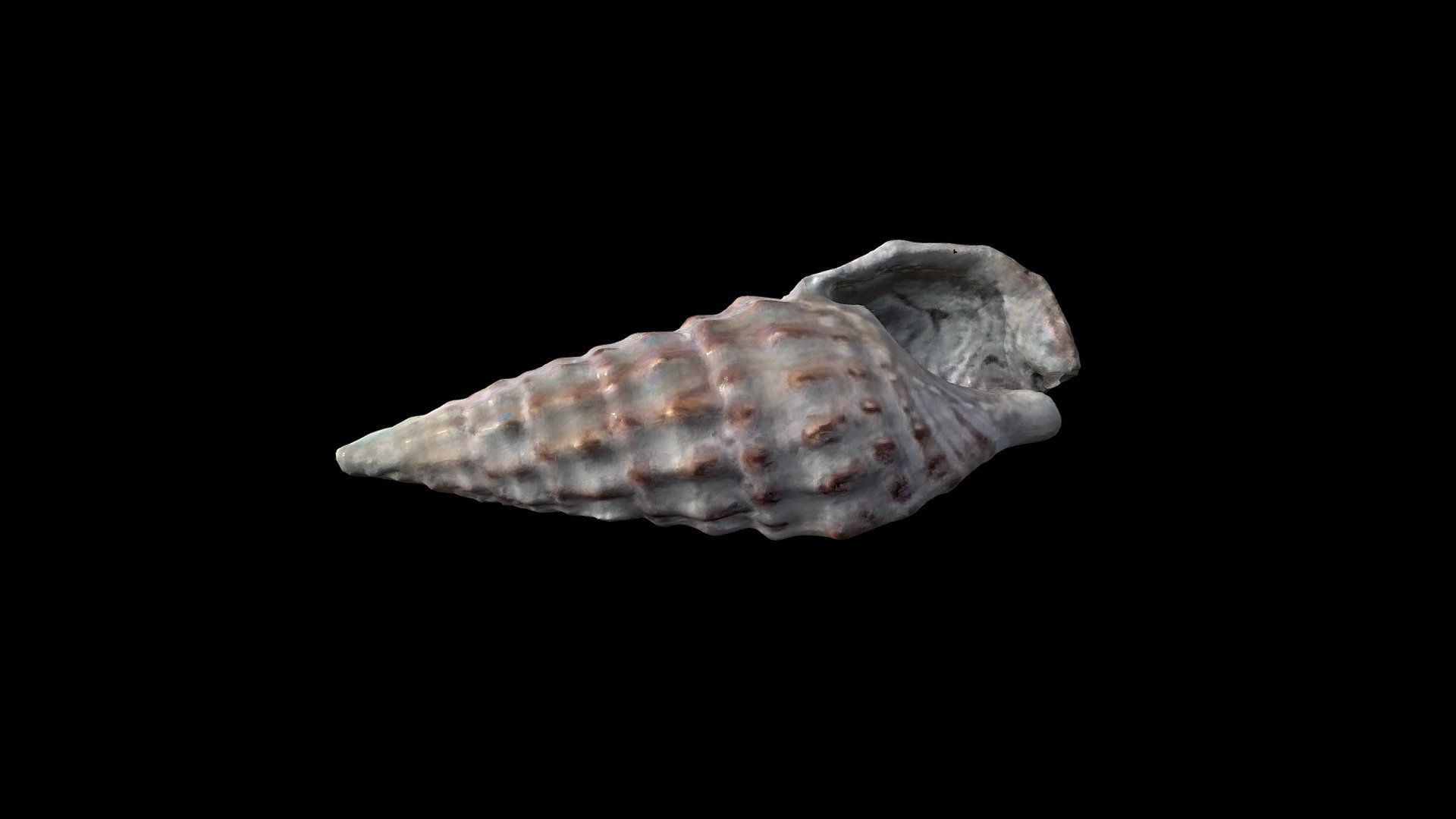 Shell 24 - Cerithium Species unidenitied - Download Free 3D model by ...