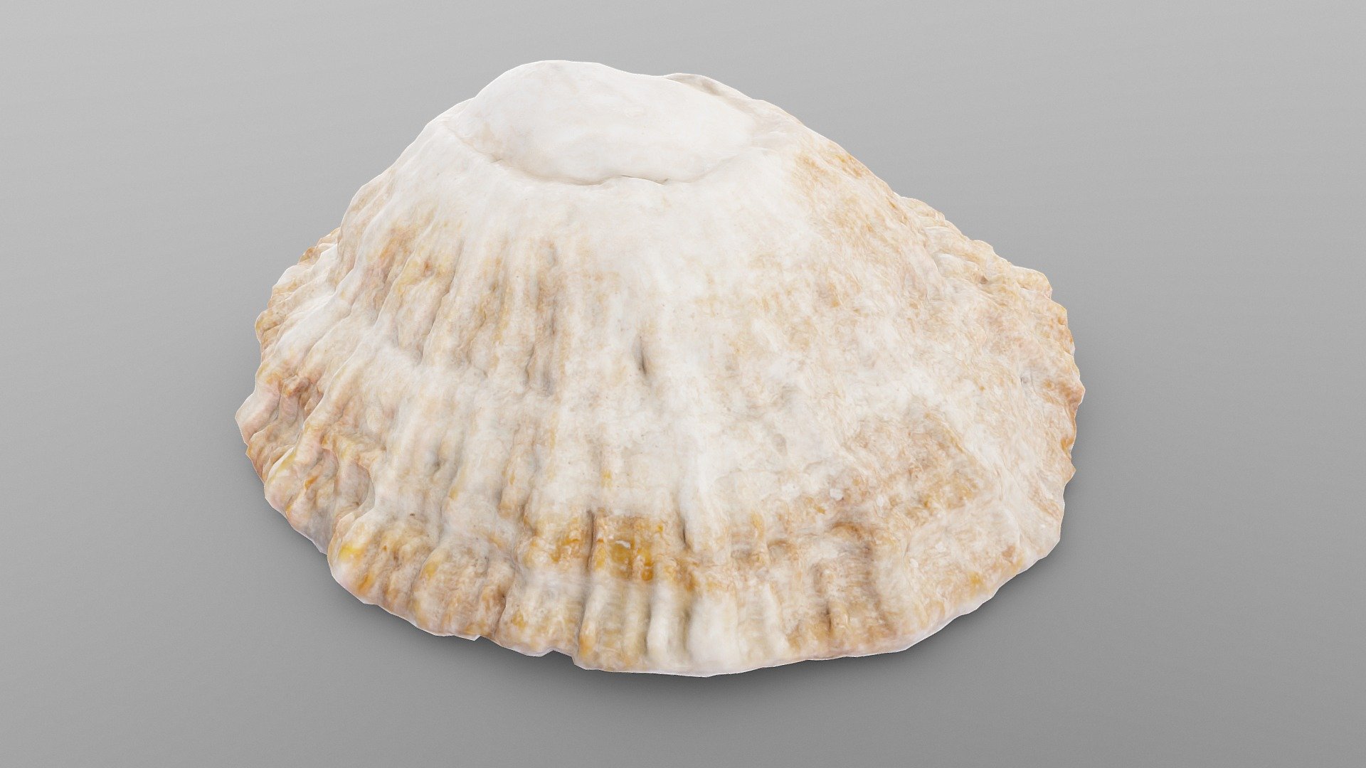 Limpet Sea Shell - Buy Royalty Free 3D model by Drakery [45ee050 ...