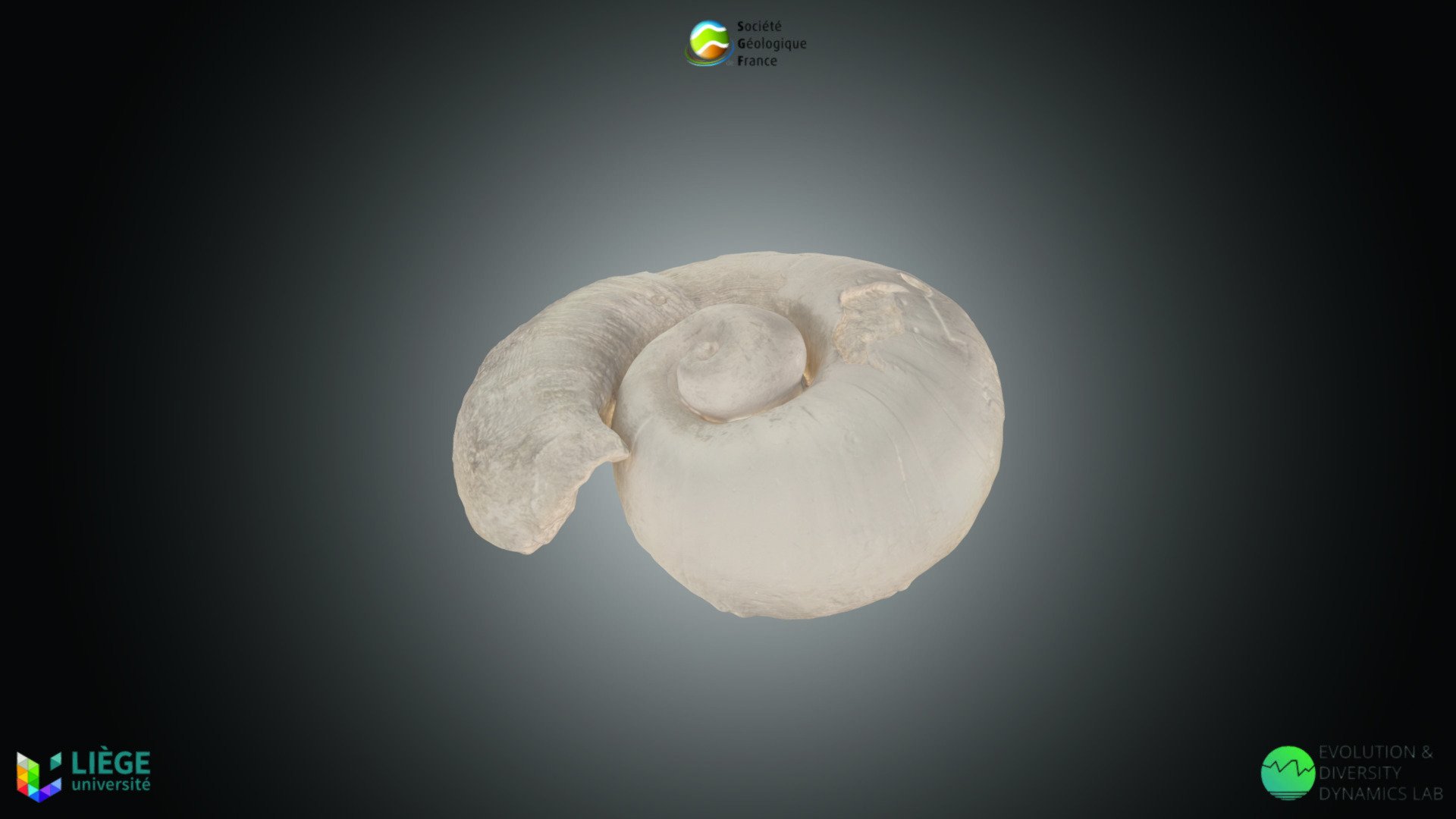 Bivalve - Caprina adversa - Download Free 3D model by Société ...