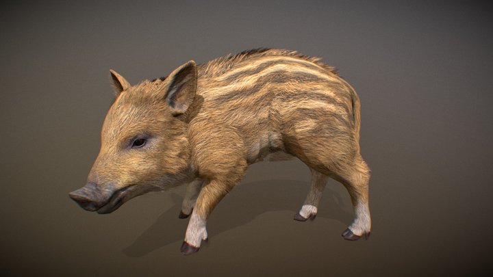 Wild-boar 3D models - Sketchfab