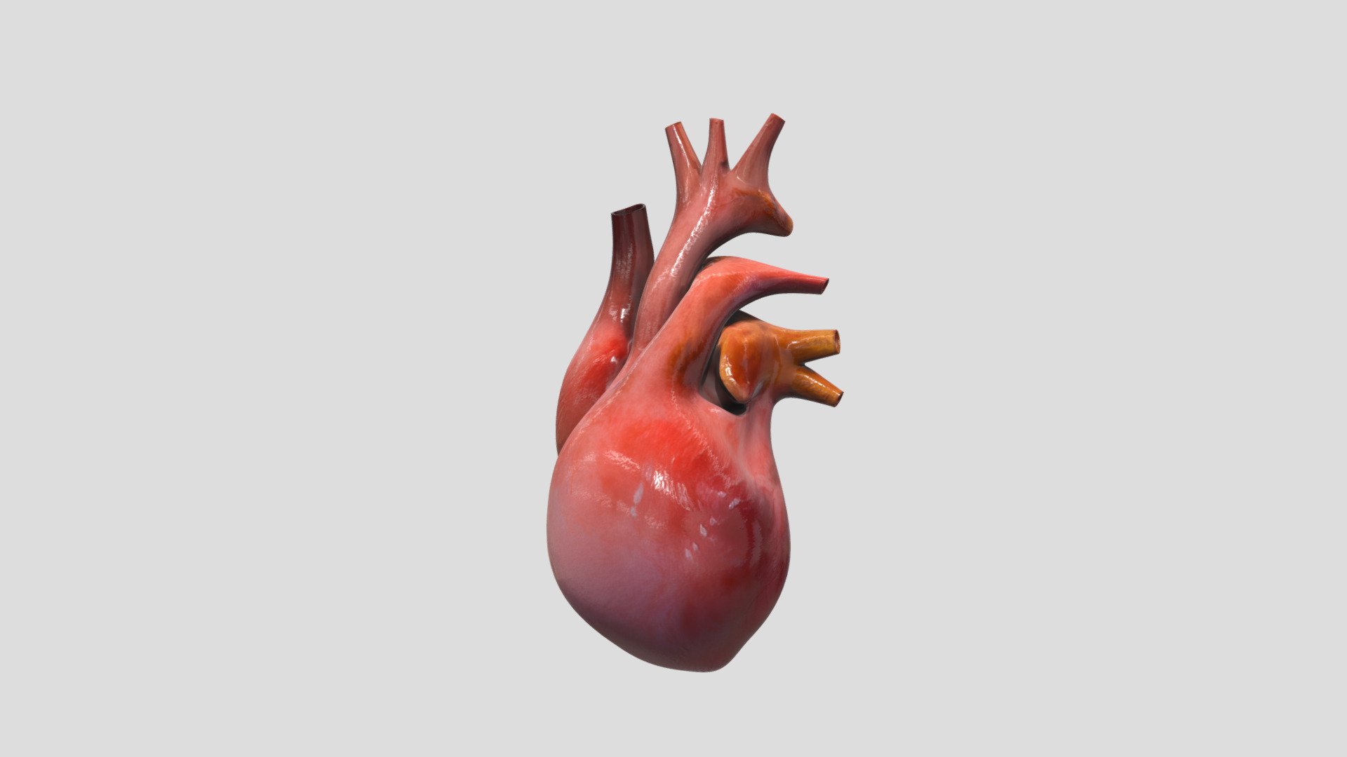 Human Heart – Anatomical 3D Model - 3D model by Lolo909 [45fa0e0 ...