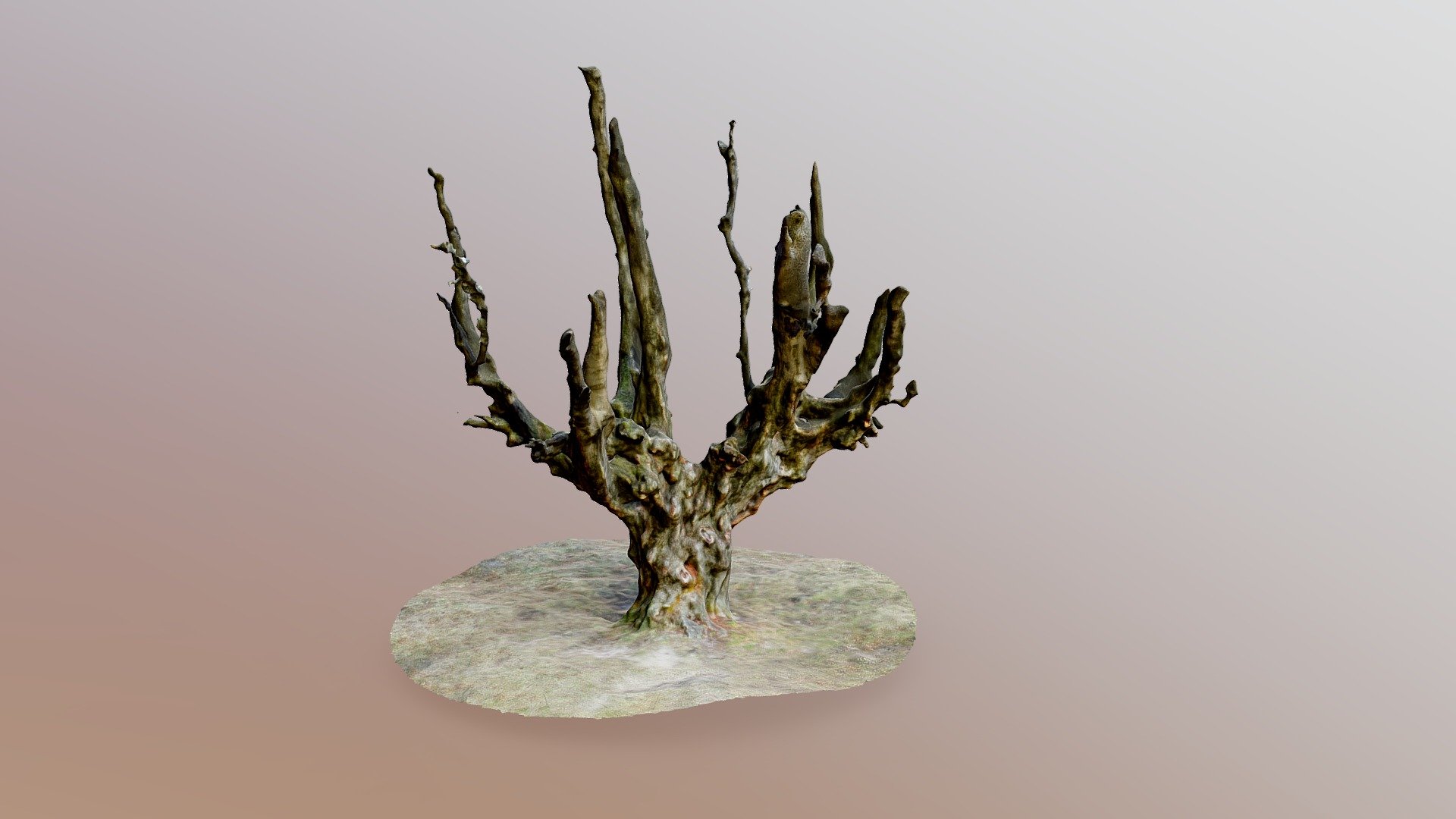 Old tree - 3D model by Eddi (@eddi28) [45fe4d2] - Sketchfab