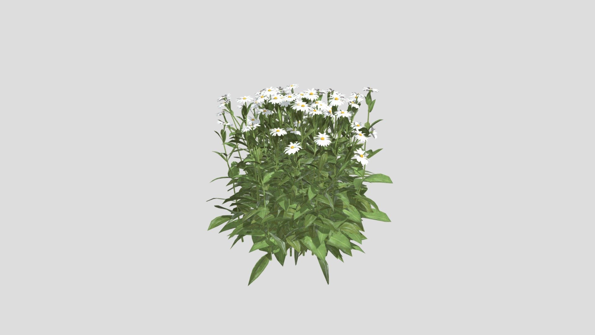 chamomile (1) - 3D model by pilarsalasz12 [4601fbf] - Sketchfab