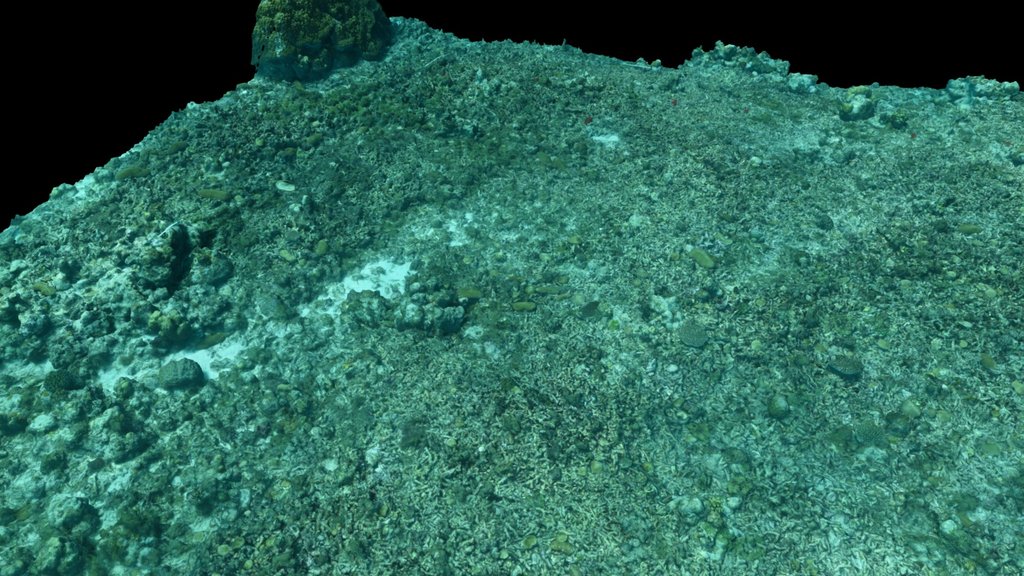 large reef models - A 3D model collection by mokosan - Sketchfab