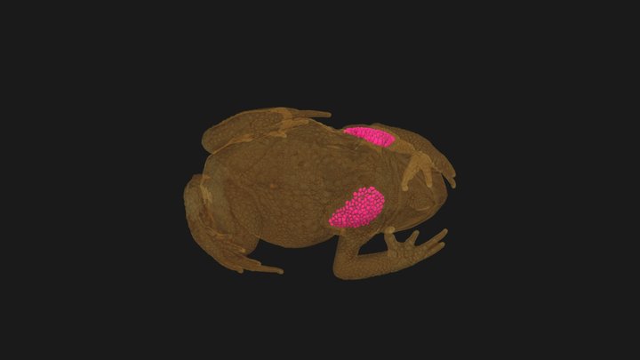 Cane-toad 3D models - Sketchfab