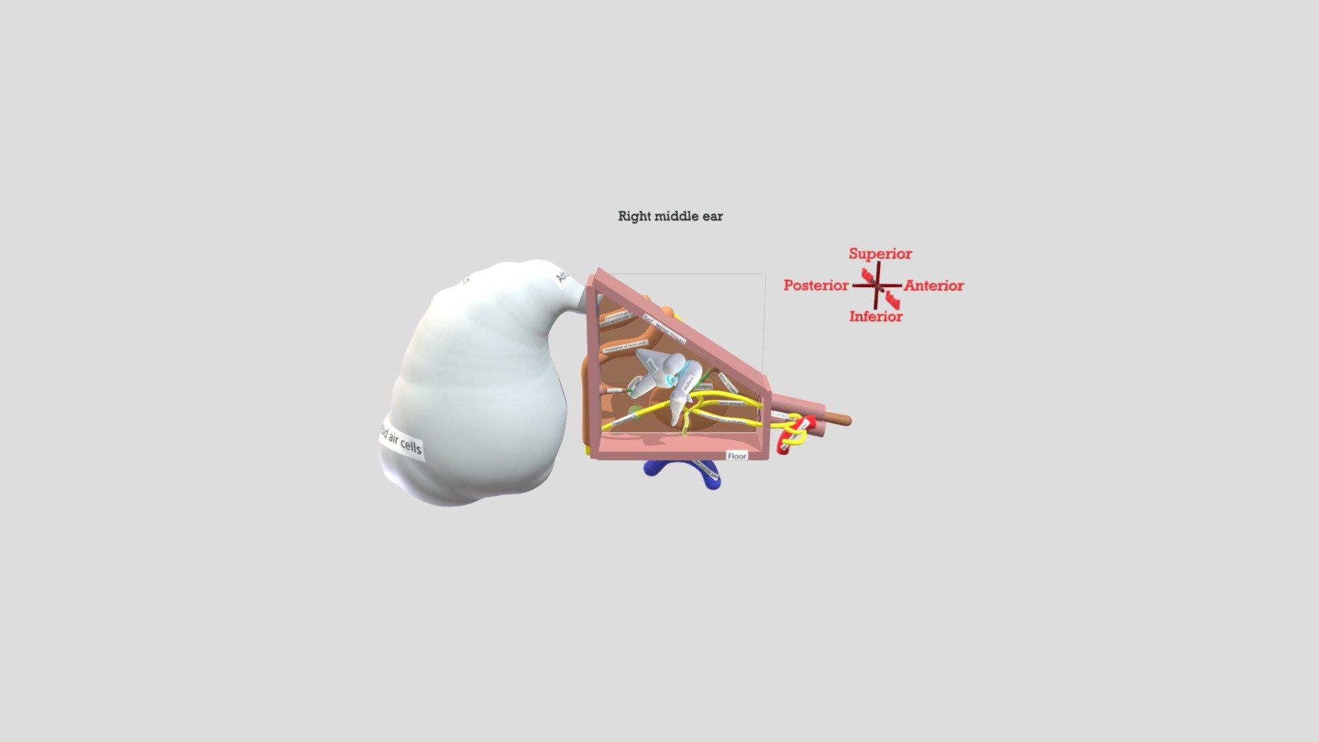 Middle Ear Model for MBBS students - Download Free 3D model by Dr. Bee ...