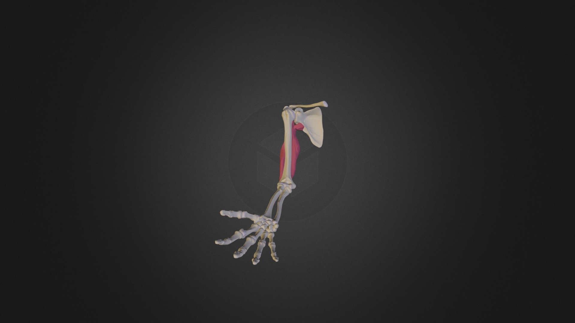 Triceps - 3D model by Medical University of Lublin (@umlub) [4611a36 ...
